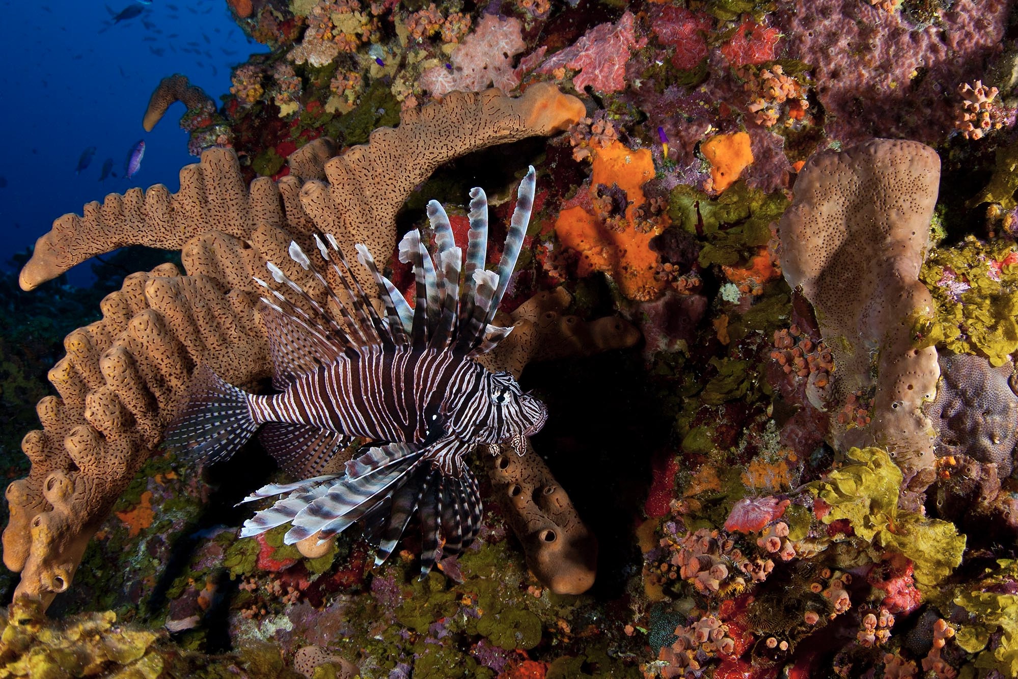 Saba Yacht Charter - TWW Yachts